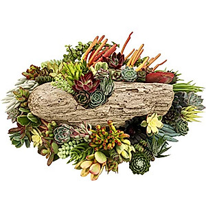 10 Assorted Live Succulent Cuttings, No 2 Succulents Alike, Great for Terrariums, Mini Gardens, and as Starter Plants by The Succulent Cult