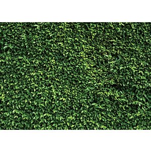 SJOLOON Green Leaves Backdrop Grass Backdrop Natural Green Lawn Party Photography Backdrop Birthday Newborn Baby Lover Wedding Photo Studio Props 10923 (10x8FT)