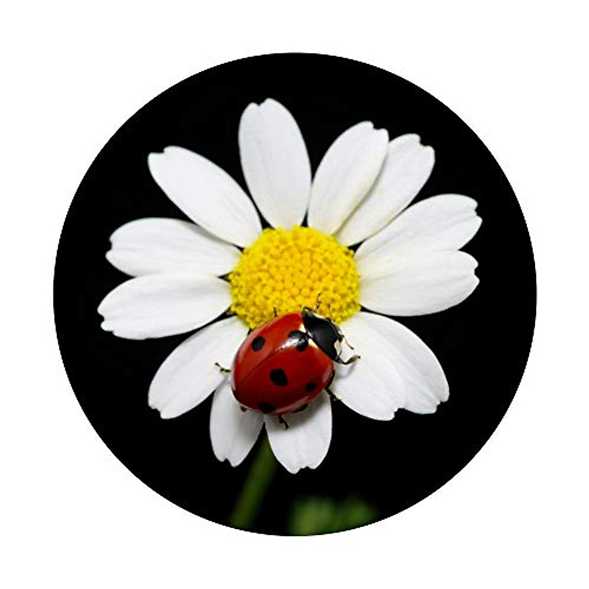 Cute Ladybug on Yellow Daisy Flower PopSockets Swappable PopGrip