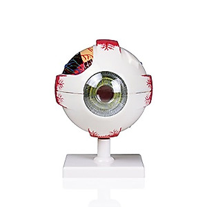 Parco Scientific PB00075 4X Eye Model 7 Parts | Shows Optic Nerves | Muscles in Natural Position and Bony Orbit | Dissected Horizontal Plane Reveals Cornea, Iris, Lens and Vitreous Body | W Key Card