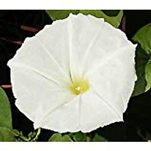 Night Blooming Morning Glory - L. Ipomoea alba - 25 Seeds, 1/4 oz - B324