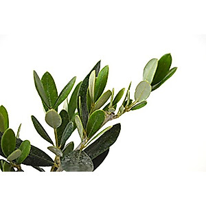 9GreenBox - Olive Tree - Tree of Peace - Olea europaea - 2 Pack