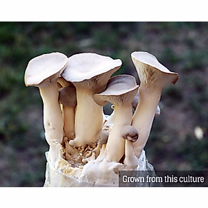 Mushroom Liquid Culture - King Oyster (Pleurotus eryngii)
