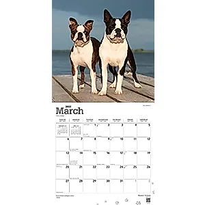 Boston Terriers 2022 12 x 12 Inch Monthly Square Wall Calendar, Animals Dog Breeds DogDays