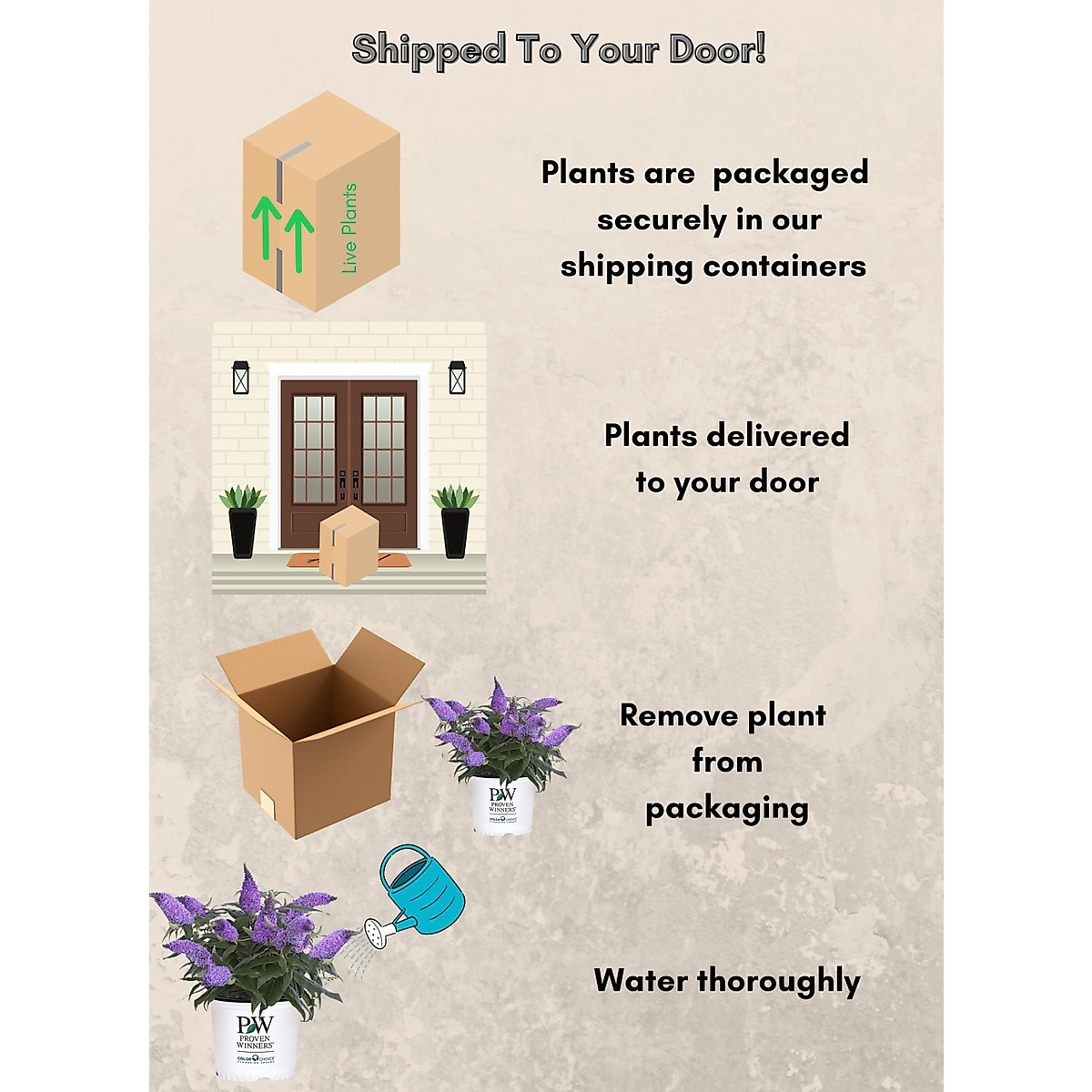 2 Gal. Pugster Ameythst Buddleia Shrub