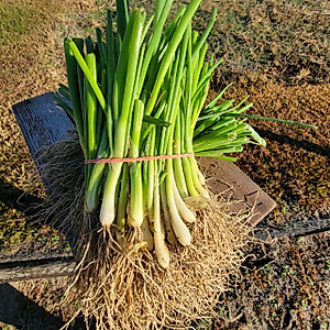 Sapelo Sweet Onion Plants