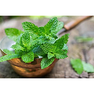 300+ Mint Seeds for Planting Heirloom Non-GMO Herb Variety for Culinary and Tea Drink