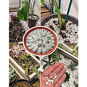 10 QT Professional Grade Horticultural Organic Perlite (10 QT, Perlite)