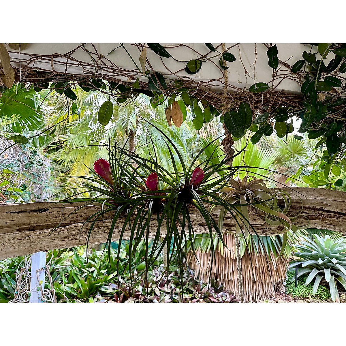 ragnaroc Live Air Plants – Flowering Tillandsia Cyanea, Giant 15-18" - 1ct - Live Arrival Guaranteed - House Plants for Home Decor & Gift