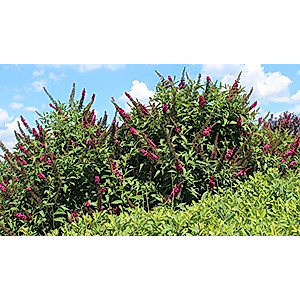 Miss Molly Butterfly Bush (Buddleia) Live Shrub, Deep Pink Flowers, 4.5 in. Quart