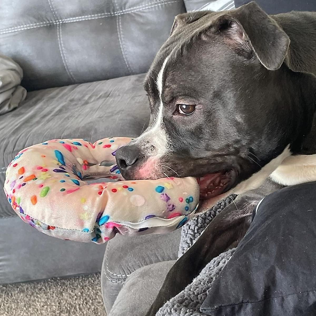 Doggijuana | Refillable Catnip Dog Toy | Naturally Calming | Catnip Grown in The USA (Donut)