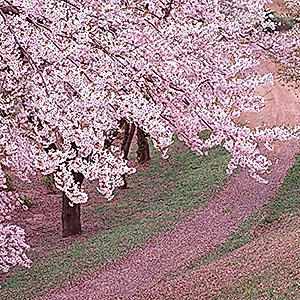 10 pieces sakura seeds DIY home garden bonsai flower seed Japanese oriental cherry seed -Pier 27