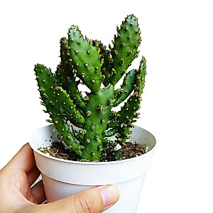 Joseph's Coat Cactus (2" Plastic Pot) - Live. Healthy Cactus - Opuntia monacantha - Barbary Fig Cactus - Prickly Pear Cactus