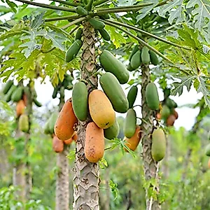 QAUZUY GARDEN 25 Papaya Seeds Pawpaw Paw Paw (Carica Papaya) Tree - Non-GMO Tropical Exotic Delicious Nutritious Fruit Tree Seeds - Easy Grow & Fast-Growing