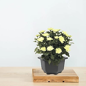 MONDWARE Three Training Plastic Hexagonal Bonsai Pot and Trays + Plastic Shovel and 12 T-Shaped Markers