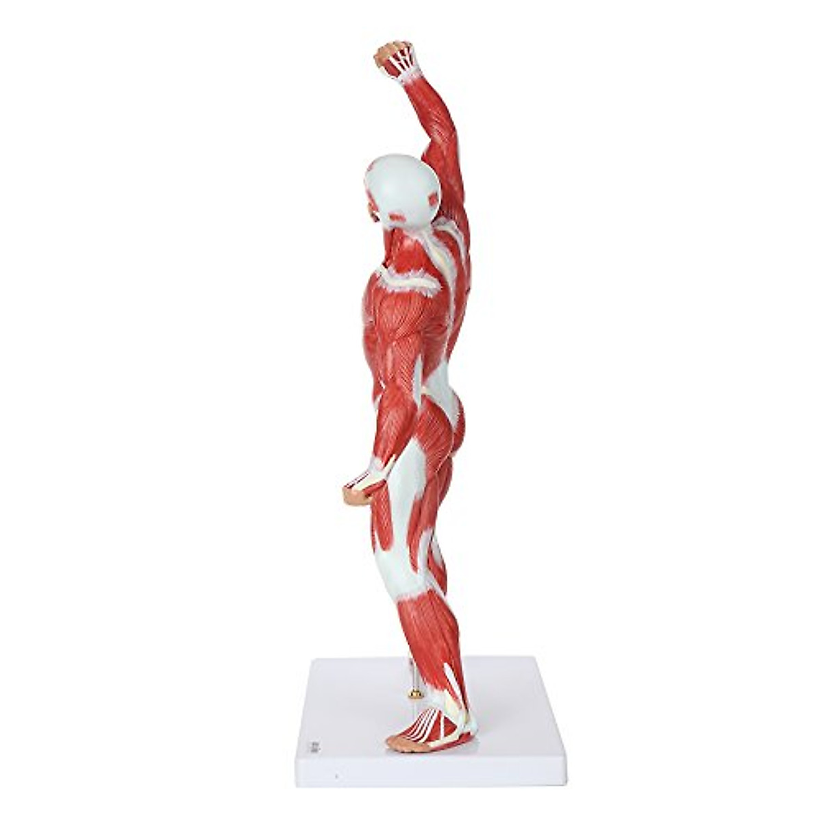 Miniature Muscular System Model, 20” Human Muscle Model, Body Muscle Figure Anatomy Model with Structure of the Body, Anatomy and Physiology Model, Detailed Product Manual, Made by Axis Scientific