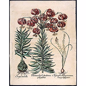 [Daylily] Hemerocallis Calcedonica polyanthos; [Scalet turk's-cap lily or Chalcedon lily and bulb] Scapus cum bulbo; [Autumn squill] Hyacinthus stellatus autumnalis angustifoliis maior