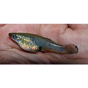 Natures Joy Fish Farm x25 Live Gambusia Mosquito Aquarium Pond Feeder Fish Food Guppy Pets,Gray,1-1.5 Inches