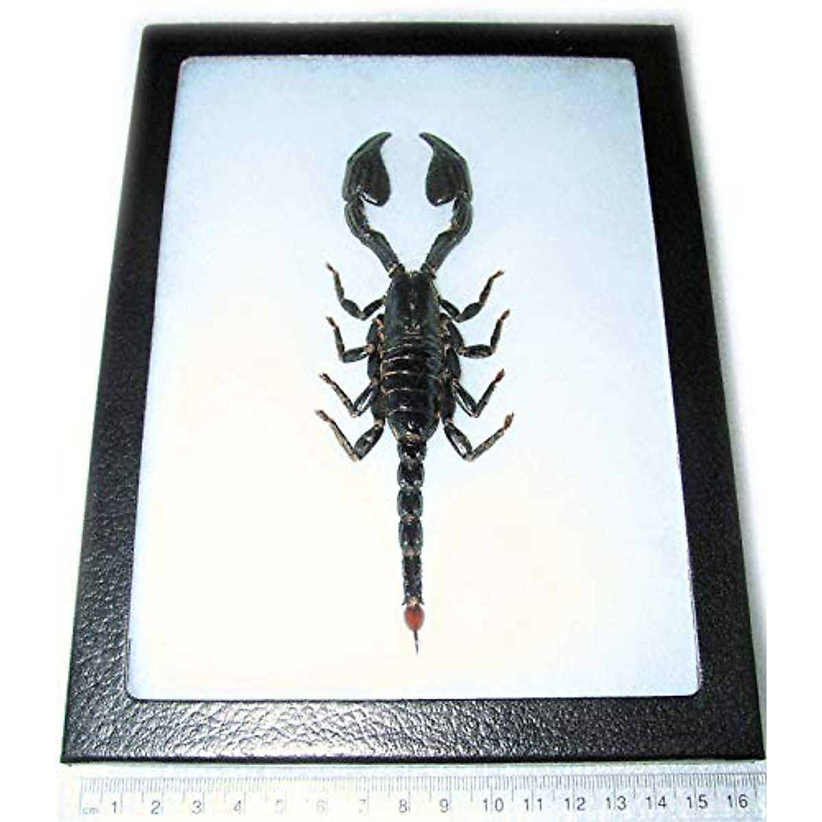 BicBugs Heterometrus laoticus Giant Emperor Scorpion Thailand Framed Real