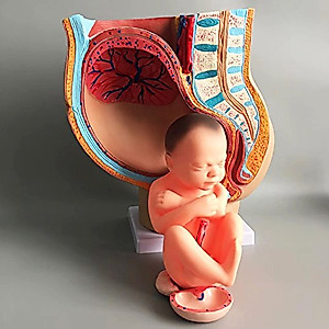 Human Female Pelvic Section Pregnancy Anatomical Model Nine Months Baby Fetus Model Life Size with Removable Organs 4-Parts