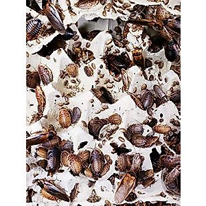 Josh's Frogs Egg Flats for Feeder Insect Colonies (15 Count)