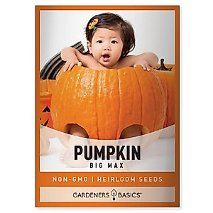 Pumpkin Seeds for Planting (Big Max) Heirloom, Non-GMO Vegetable Variety- 5 Grams Seeds Great for Summer Pumpkin Gardens by Gardeners Basics