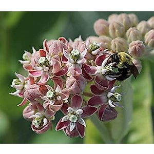 David's Garden Seeds Flower Native American Milkweed Showy 200 Non-GMO, Heirloom Seeds
