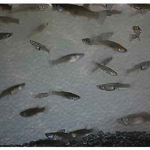 Quinn's Fins- Gambusia affins- Live mosquitofish (20 Pack)