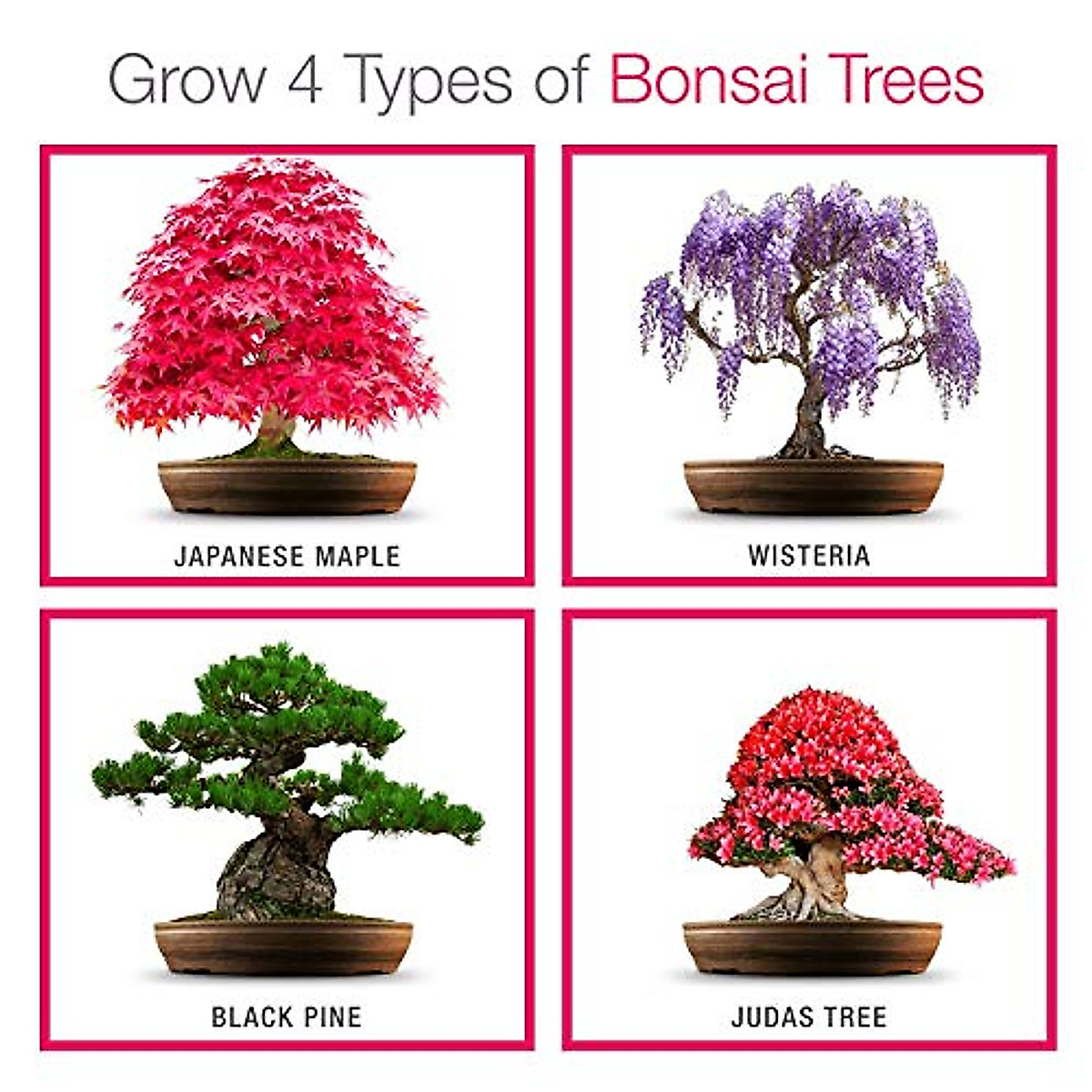 Grow Your Own Bonsai kit | Tree Plants & Seeds | Crafts Hobby Kits | Easily Grow 4 Types of Bonsai Trees with Our Complete Beginner Friendly Kit | Christmas Gift Ideas for Plant Lovers