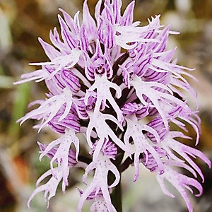 Naked Man Orchid Seeds Orchis Italica, Italian Orchid Fascinating and Unique Species of Orchid Distinctive and Intriguing Flower Shape for Gardens Outdoor 200Pcs Flower Seeds by YEGAOL Garden