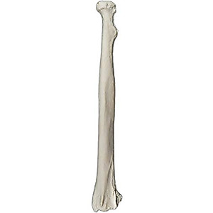 Radius Bone Model - Left - Anatomically Accurate Human Radial Bone Replica - hBARSCI