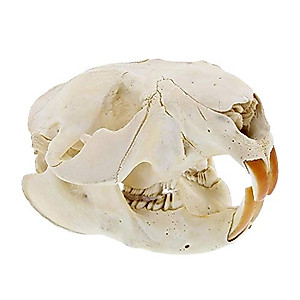 RC Beaver Skull Real Animal Skull – Professional Taxidermy Skull with Beaver Teeth Animal Skeleton Real Skull Bones