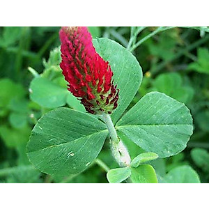Crimson Clover Seeds for Planting, 1500+ Flower Seeds Per Packet, (Isla's Garden Seeds), Non GMO & Heirloom Seeds, Scientific Name: Trifolium incarnatum, 90% Germination Rates, Great Home Garden Gift