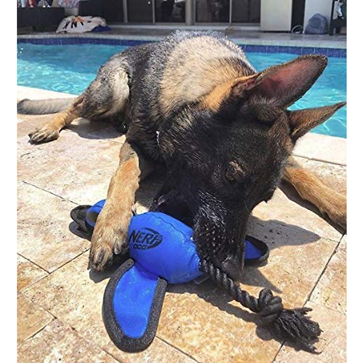 Nerf Dog Large Nylon Launching Duck with Interactive Design, Blue (3473), for All Breed Sizes