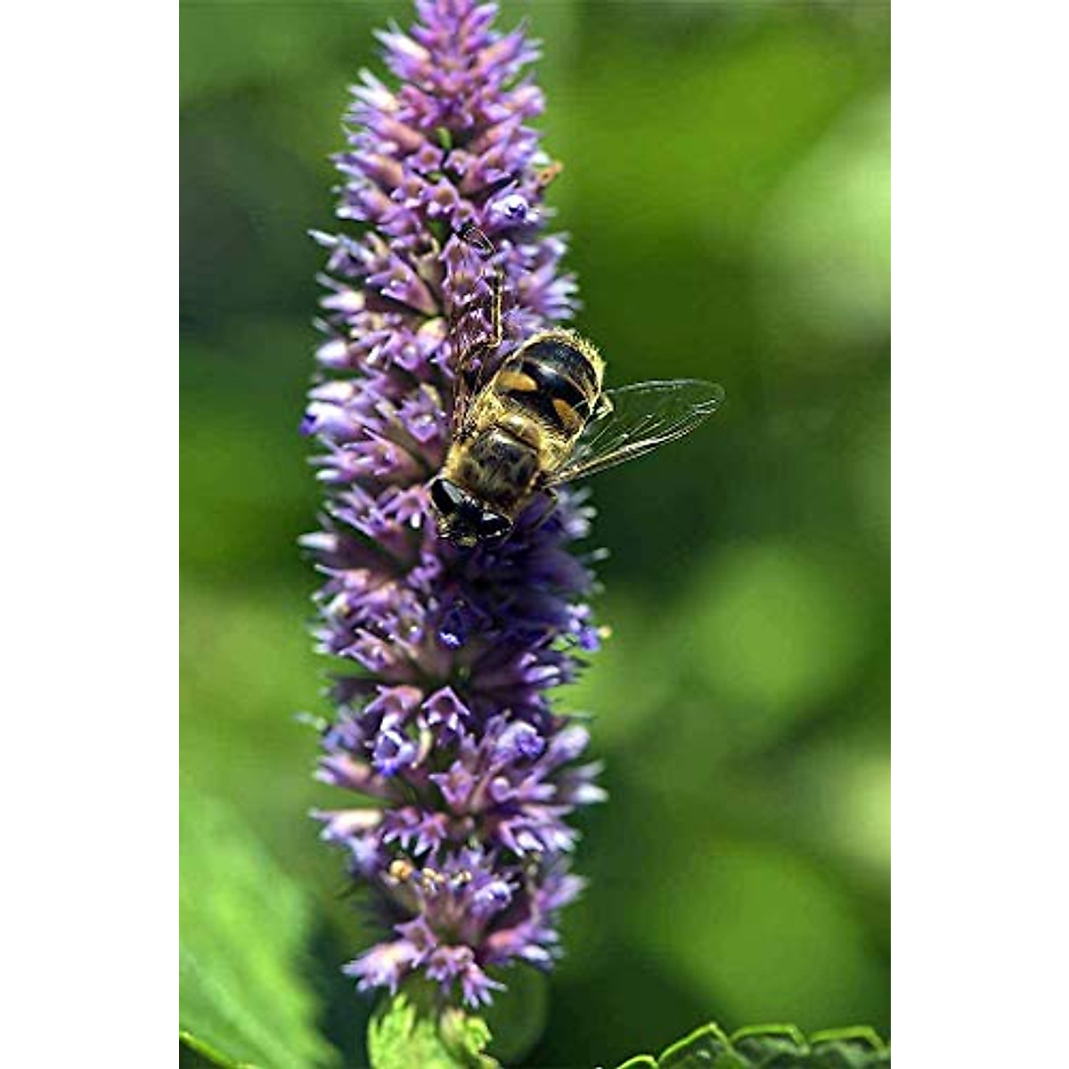 Gaea's Blessing Seeds - Anise Hyssop Herb Seeds - Non-GMO Seeds with Easy to Follow Planting Instructions - Open-Pollinated Heirloom High Germination Rate 96% Germination Rate 400mg