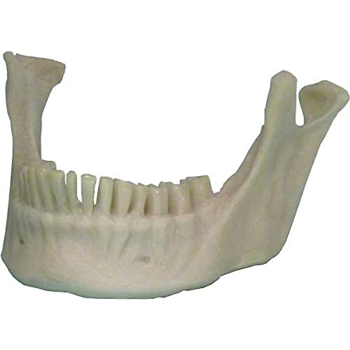Life Size Model Human Skull Replica Natural Jaw Bone Mandible Life Size Business Name Card Holder