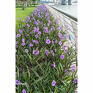 6 Purple Mexican Petunia Plants - Ruellia Brittoniana Perennial Well Rooted Plants Shrub Garden