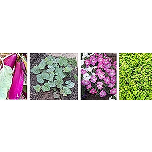 Horizen Bum Bum Bhole Organic Mustard Oil Cake Powder Fertilizer Manure for Plants Growth & Plant Nutrient (900 Gm)