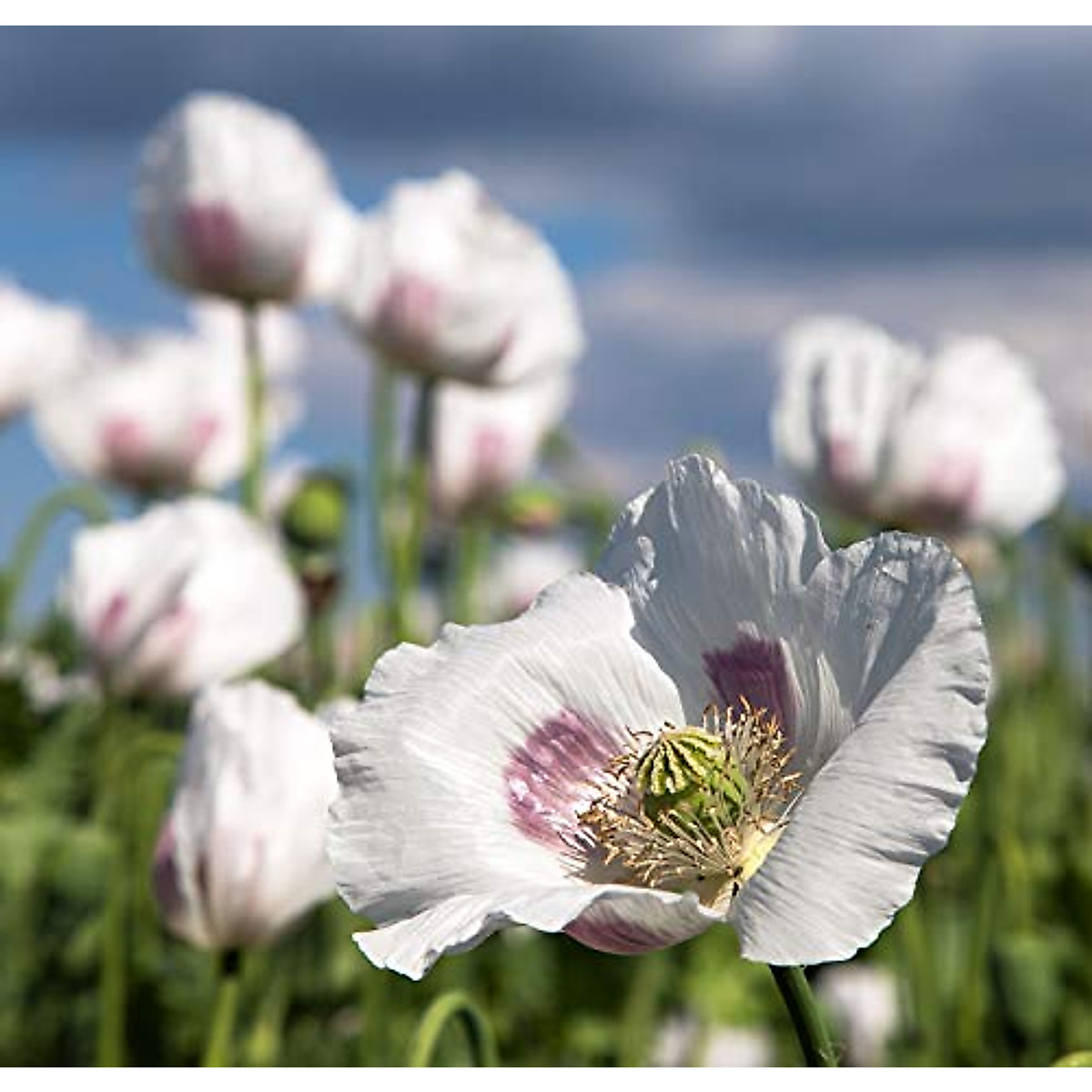 Earthcare Seeds Giant Poppy 250 Seeds (Papaver Somniferum Giganteum) Non GMO - Heirloom