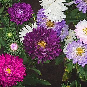 The Old Farmer's Almanac Aster Seeds (Powderpuff Mix) - Approx 360 Flower Seeds - Premium Non-GMO, Open Pollinated, USA Origin