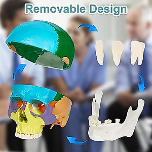 breesky Anatomy Skull Model of Medical: 3-Parts Colored Removable Anatomy Skull Model - Mini Human Skull Anatomical Model for Medical Research.