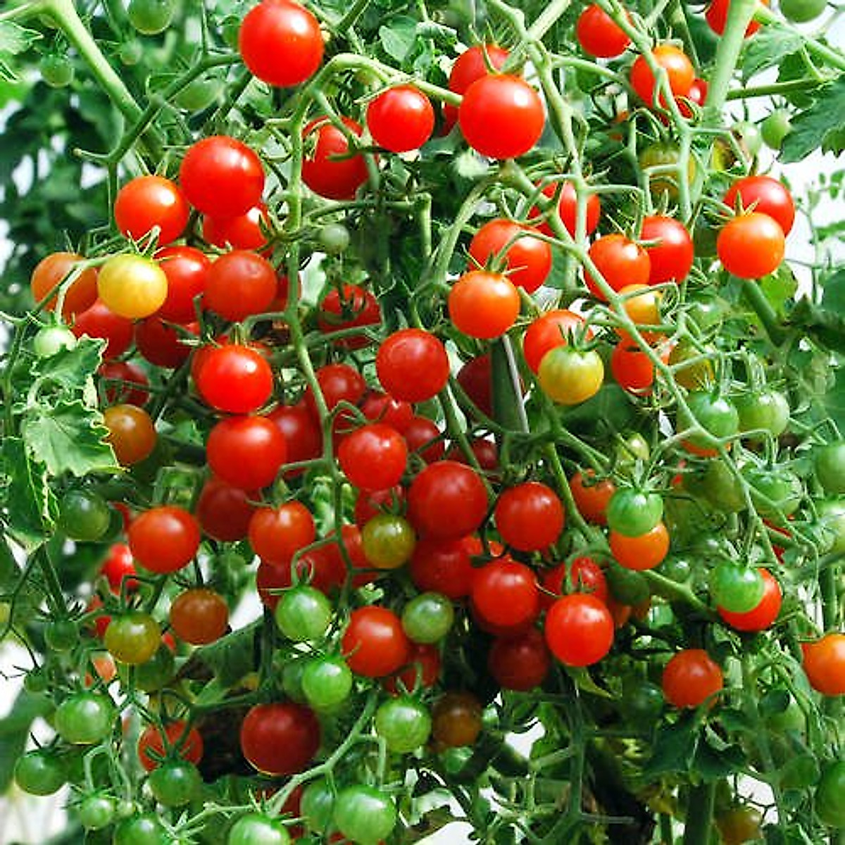 30+ Sweet Pea Currant Tomato Seeds, Heirloom Non-GMO, Extra Sweet and Heavy-Yielding, Low Acid, Indeterminate, Open-Pollinated, Long Season, Super Delicious, from USA