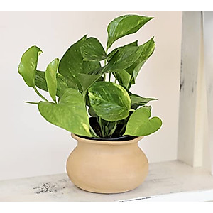 Essential Houseplant Collection (3PK) Live Plants Indoor Plants Live Houseplants in Plant Pots, Easy House Plants Indoors Live, Snake Plant, Pothos in Potting Soil, Clean Air Plants by Altman Plants