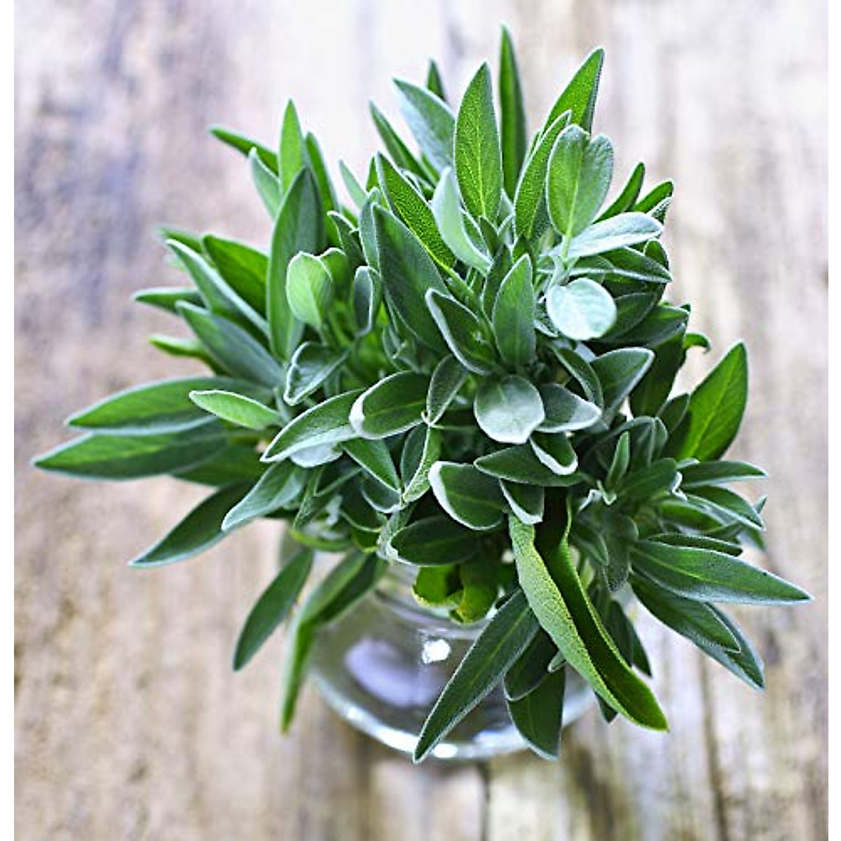 Gaea's Blessing Seeds - Sage Seeds (1.5g) Non-GMO Seeds with Easy to Follow Planting Instructions - Heirloom 88% Germination Rate