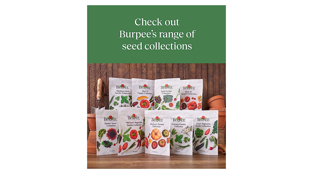 Burpee Salad Garden Collection - Non-GMO Seed Pack for Fresh Homegrown ...