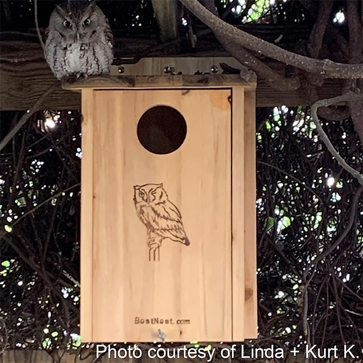BestNest Premium Screech Owl/Kestrel House