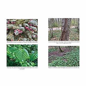 How to Read a Tree: Clues and Patterns from Bark to Leaves (Natural Navigation)