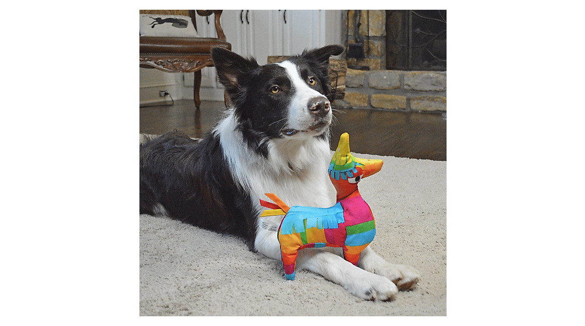 Doggijuana Refillable Catnip Dog Toy for Calming Play | USA-Grown ...
