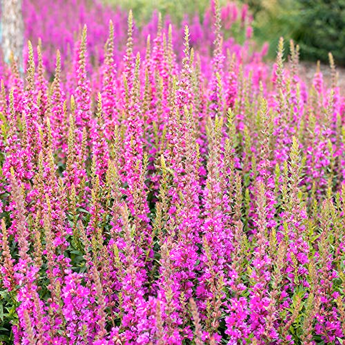 Outsidepride Salvia Horminum Pink Sunday Clary Garden Cut Flowers Great for Dried Arrangements, Vases, Bouquets - 1000 Seeds