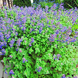 Outsidepride Perennial Melissa Officinalis Lemon Balm Culinary, Aromatic Herb Garden Plants - 5000 Seeds